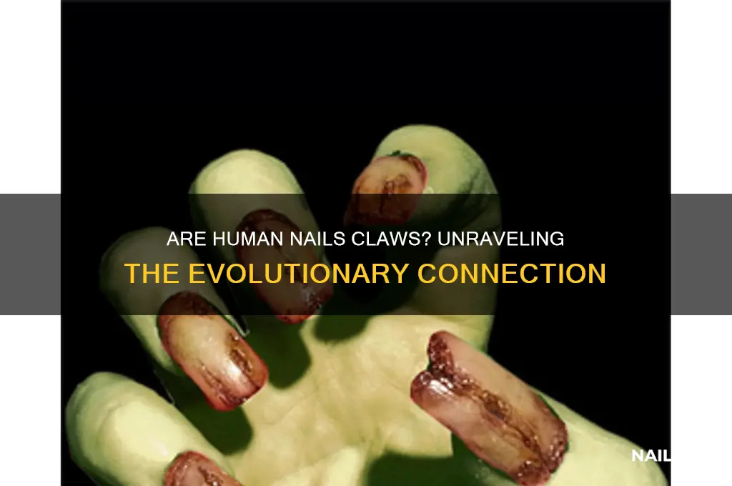 Are Human Nails Claws? Unraveling The Evolutionary Connection | Nailicy