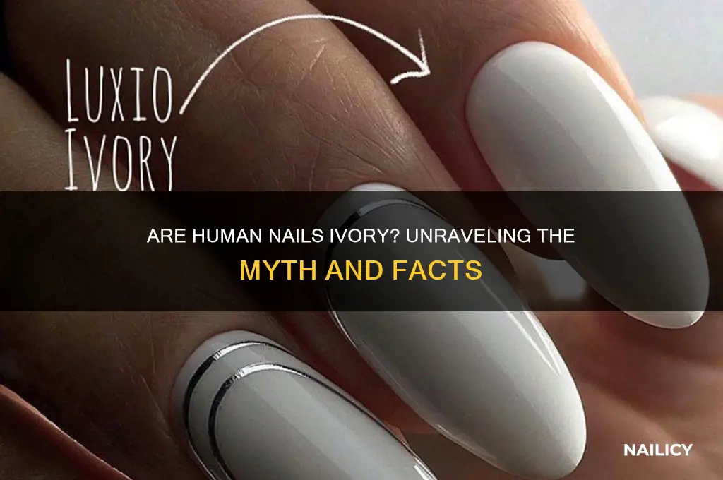Are Human Nails Ivory? Unraveling The Myth And Facts | Nailicy