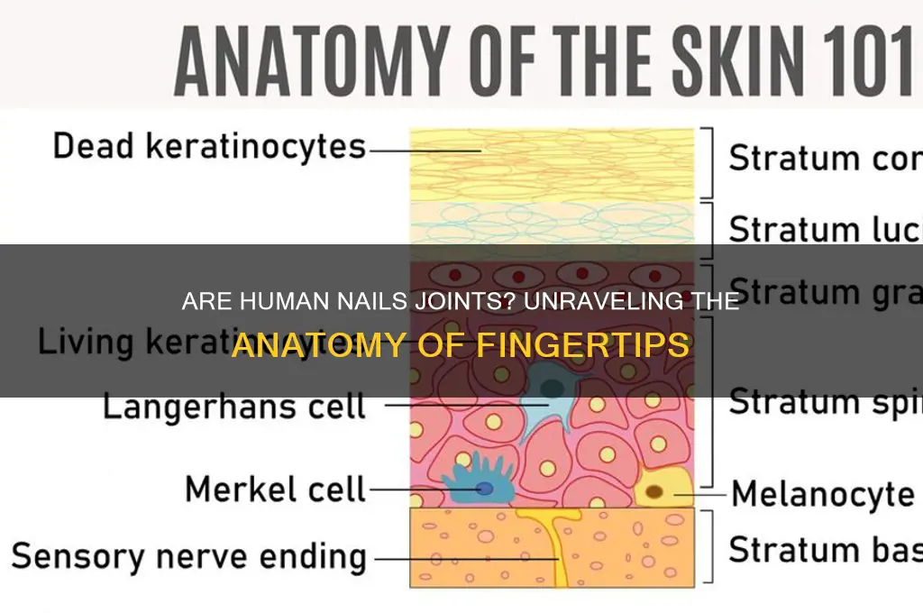 Are Human Nails Joints? Unraveling The Anatomy Of Fingertips | Nailicy