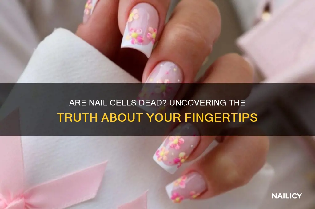 Are Nail Cells Dead? Uncovering The Truth About Your Fingertips | Nailicy