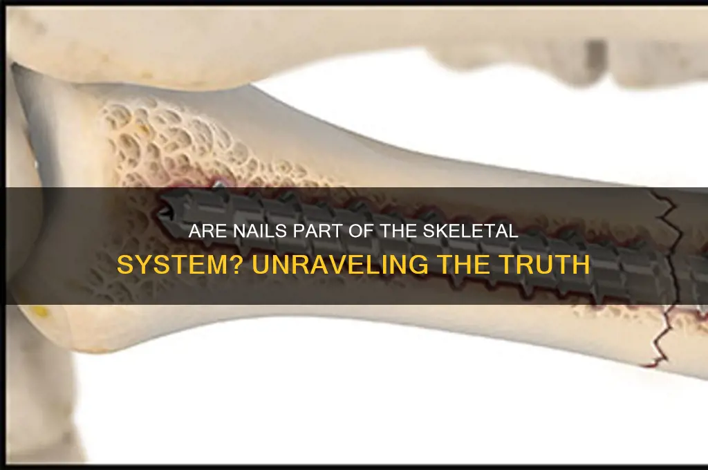 Are Nails Part Of The Skeletal System? Unraveling The Truth | Nailicy