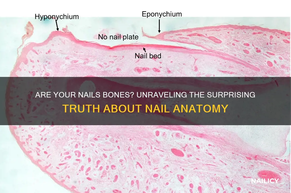Are Your Nails Bones? Unraveling The Surprising Truth About Nail ...