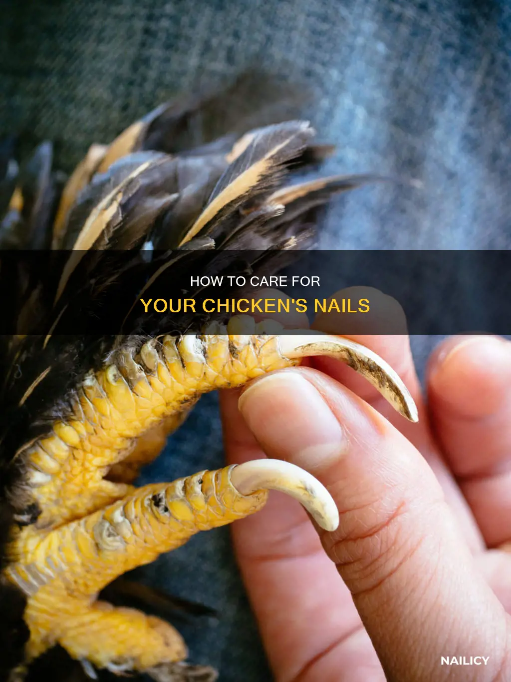 How To Care For Your Chicken's Nails | Nailicy