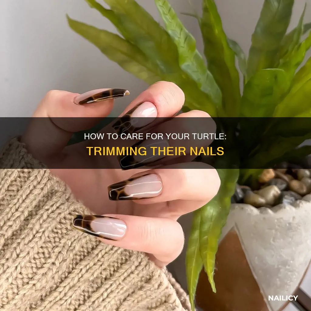 How To Care For Your Turtle: Trimming Their Nails | Nailicy
