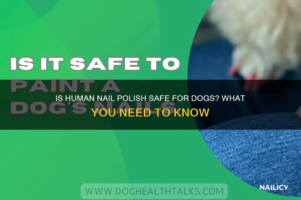 Is Human Nail Polish Safe For Dogs? What You Need To Know | Nailicy