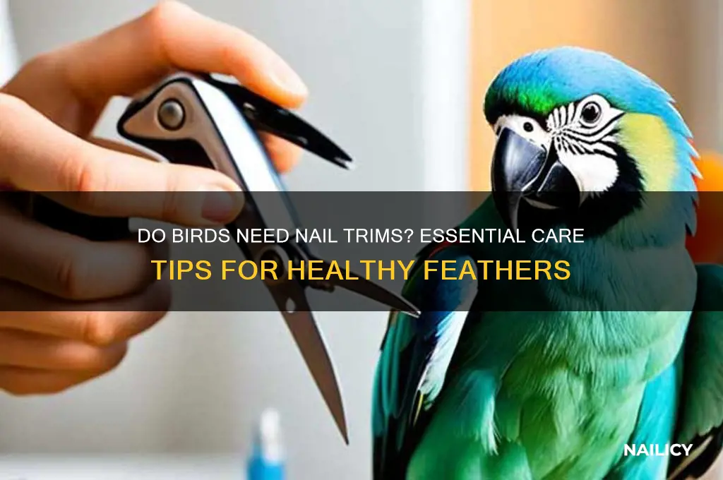 Do Birds Need Nail Trims? Essential Care Tips For Healthy Feathers ...