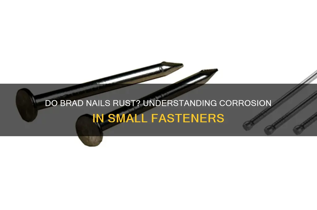 Do Brad Nails Rust? Understanding Corrosion In Small Fasteners | Nailicy
