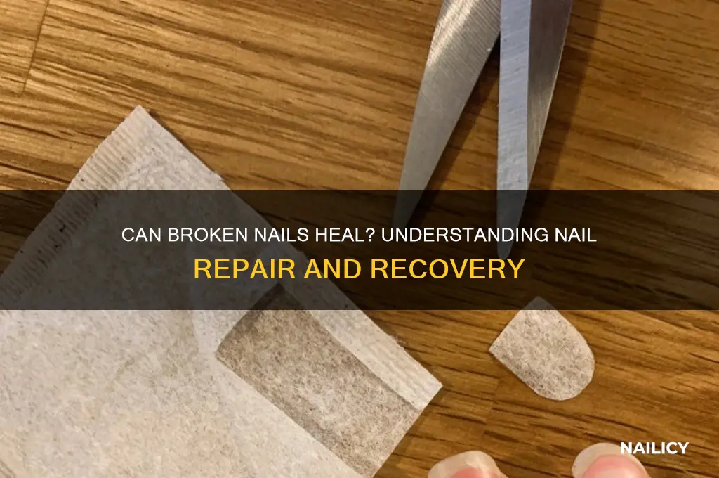 Can Broken Nails Heal? Understanding Nail Repair And Recovery | Nailicy
