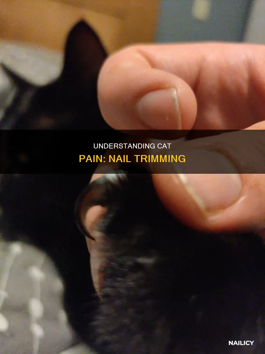 Understanding Cat Pain: Nail Trimming | Nailicy