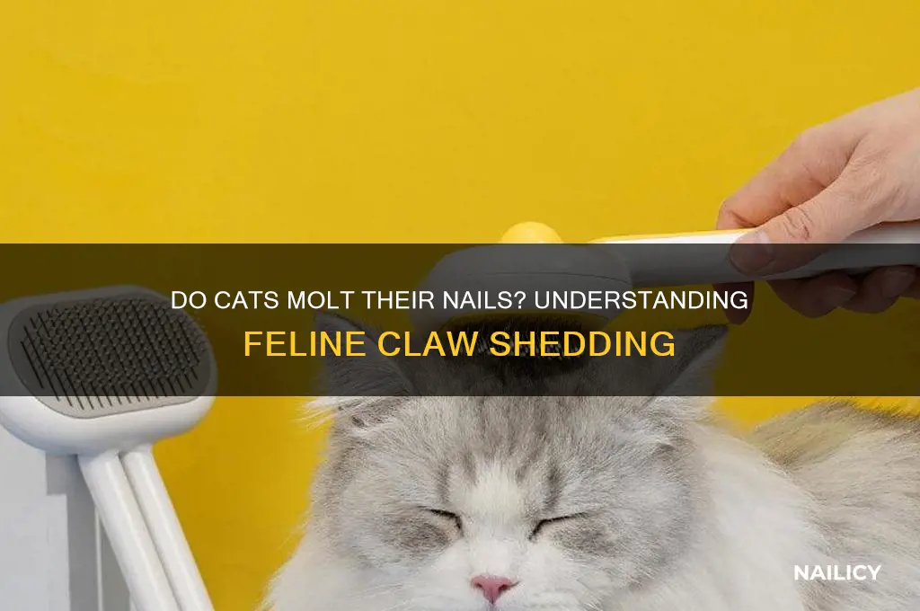 Do Cats Molt Their Nails? Understanding Feline Claw Shedding | Nailicy