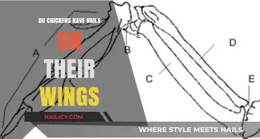 Do Chickens Have Nails On Their Wings? Uncovering The Truth | Nailicy