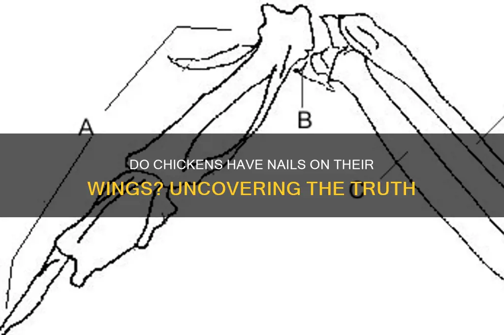 Do Chickens Have Nails On Their Wings? Uncovering The Truth | Nailicy