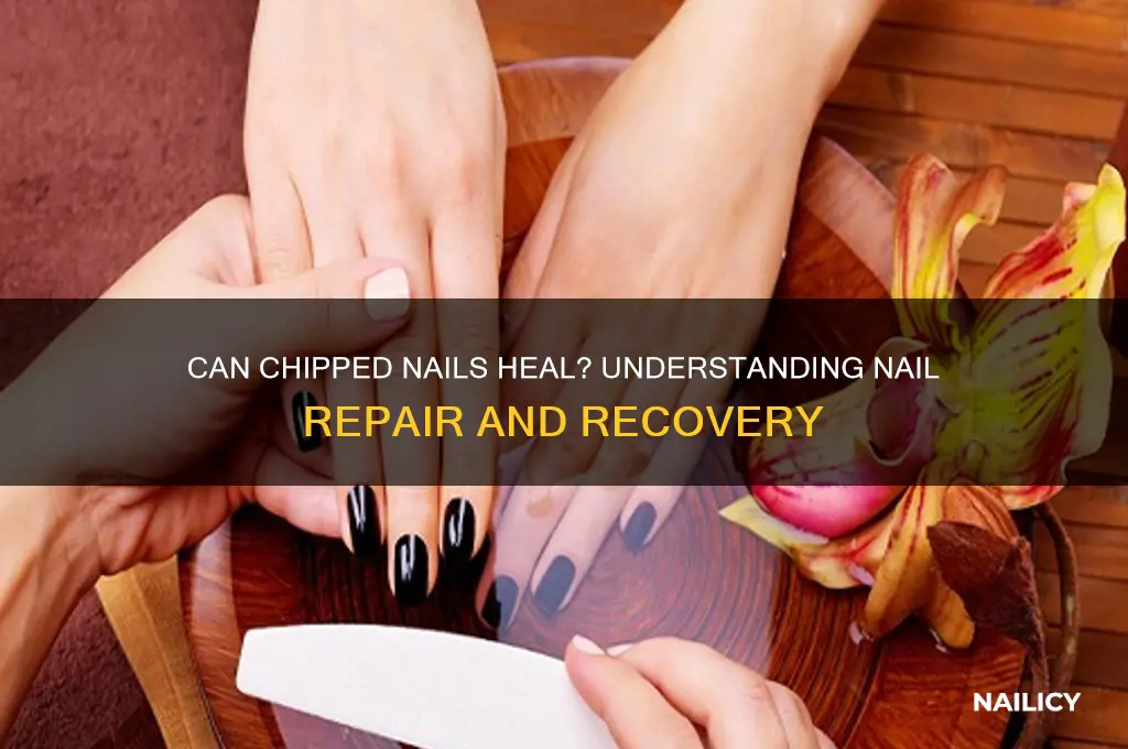 Can Chipped Nails Heal? Understanding Nail Repair And Recovery | Nailicy