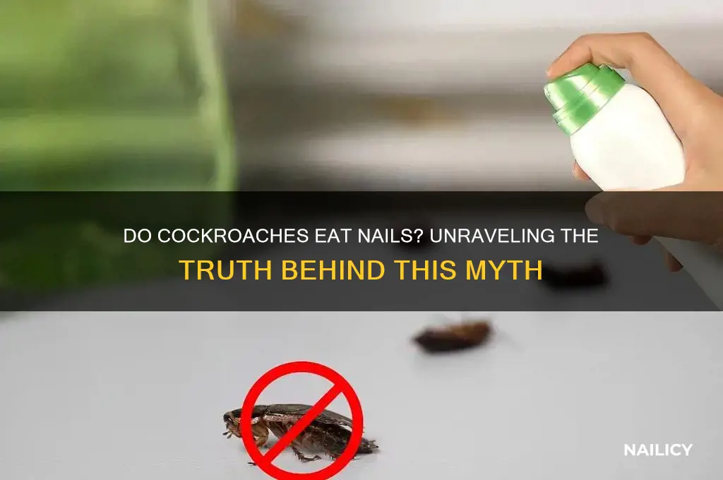 Do Cockroaches Eat Nails? Unraveling The Truth Behind This Myth | Nailicy