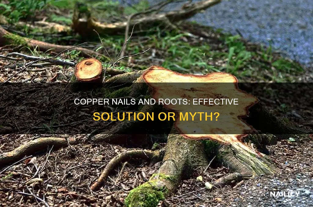Copper Nails And Roots: Effective Solution Or Myth? | Nailicy