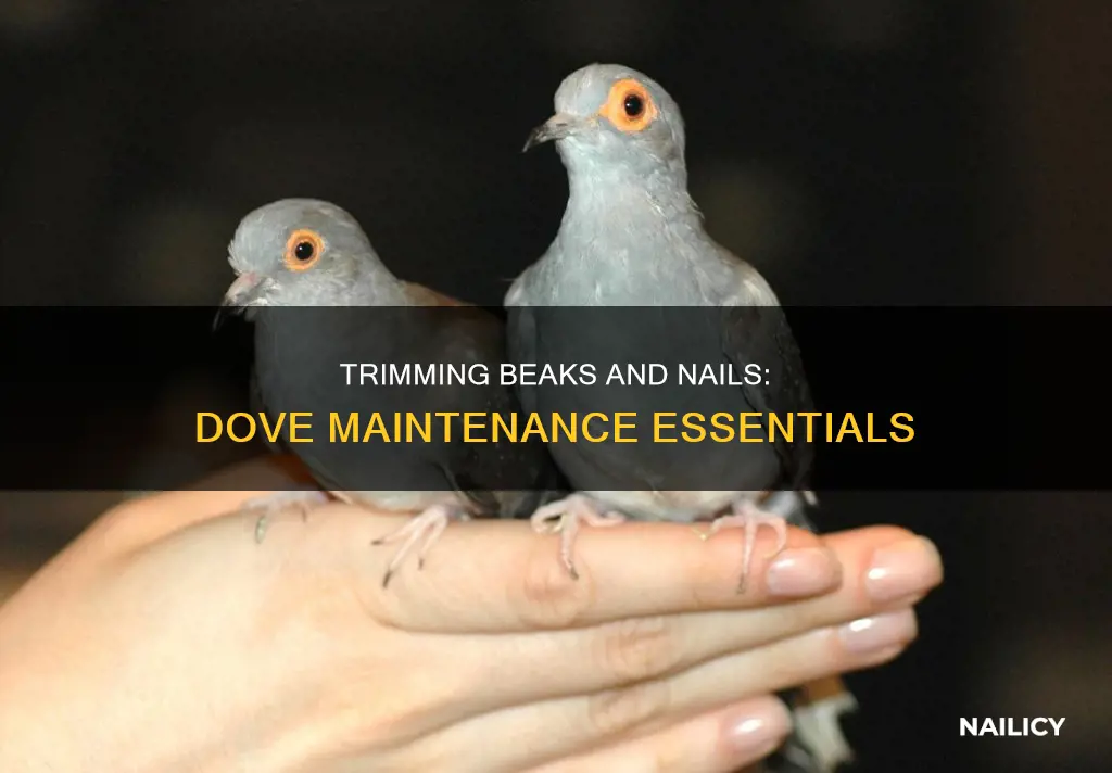 Trimming Beaks And Nails: Dove Maintenance Essentials | Nailicy