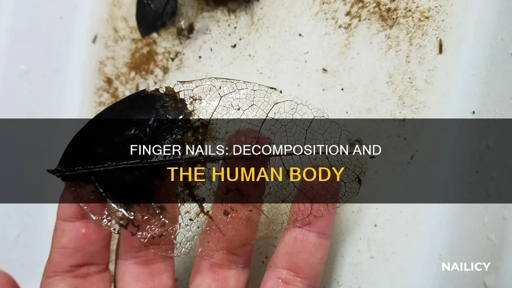 Finger Nails: Decomposition And The Human Body | Nailicy