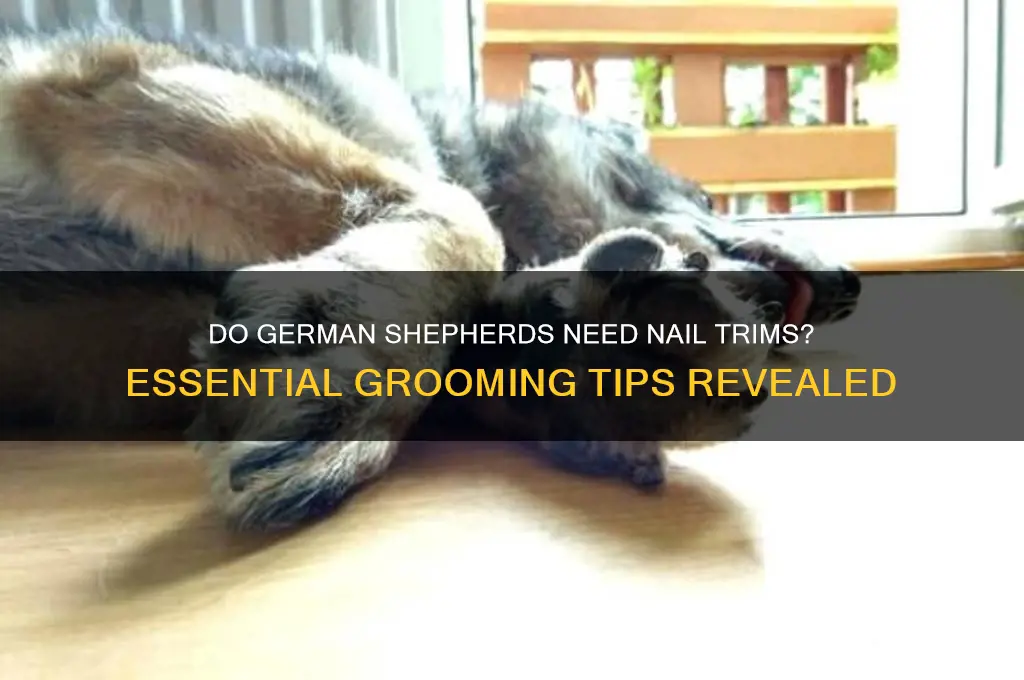 Do German Shepherds Need Nail Trims? Essential Grooming Tips Revealed ...
