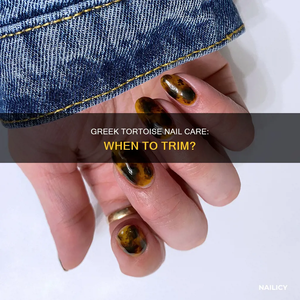 Greek Tortoise Nail Care: When To Trim? | Nailicy