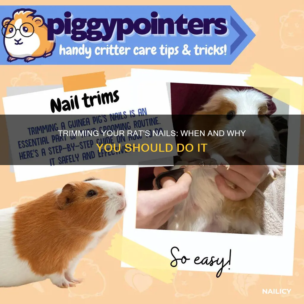 Trimming Your Rat's Nails: When And Why You Should Do It | Nailicy