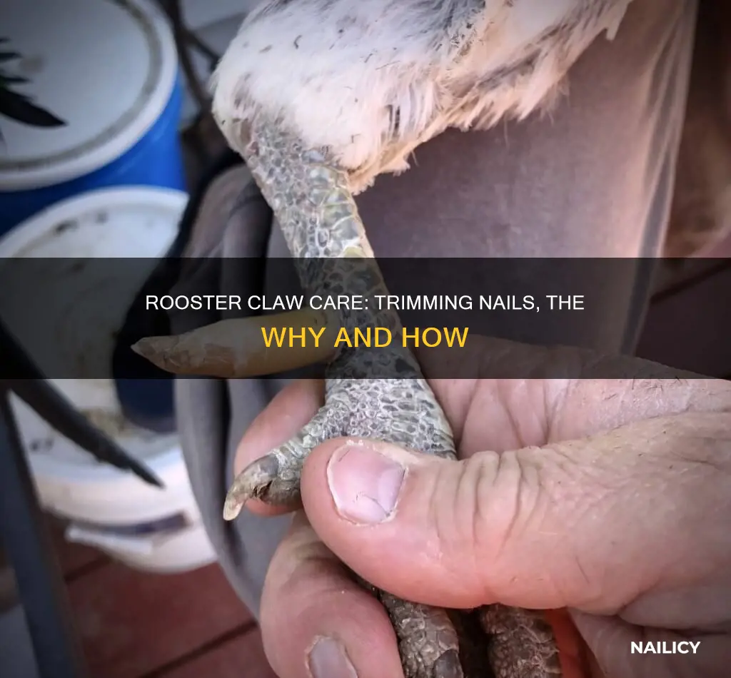 Rooster Claw Care: Trimming Nails, The Why And How | Nailicy