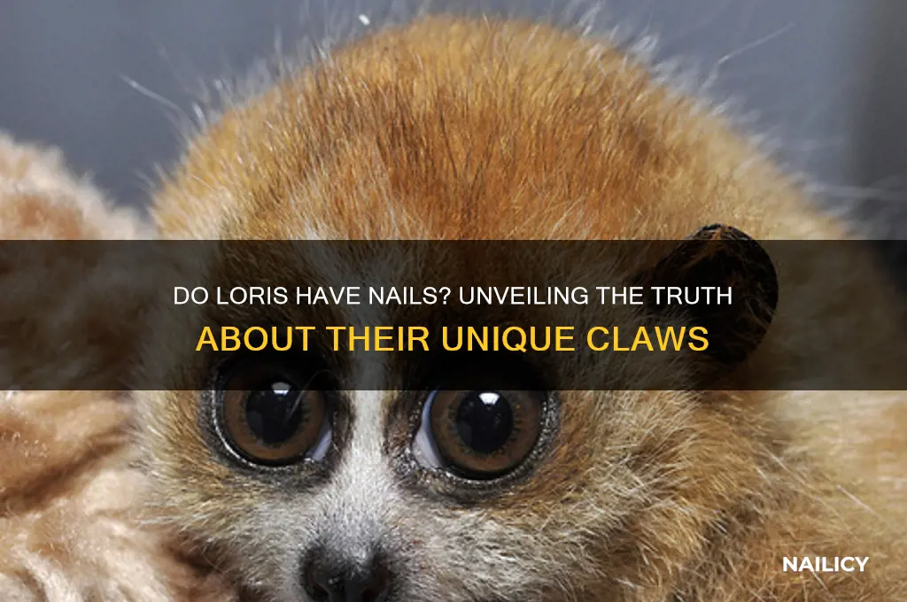 Do Loris Have Nails? Unveiling The Truth About Their Unique Claws | Nailicy