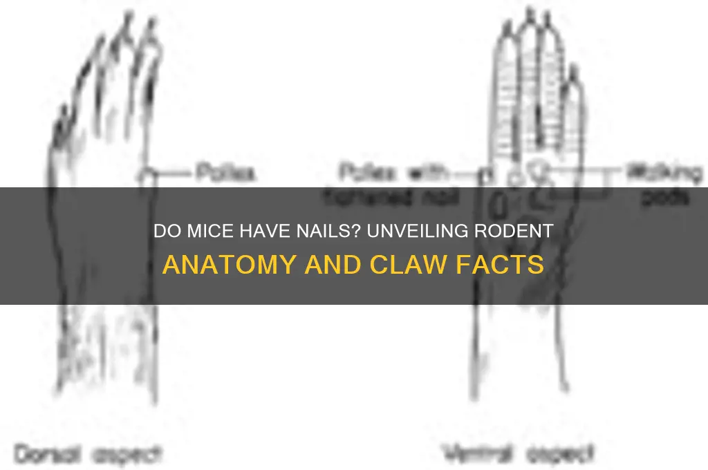 Do Mice Have Nails? Unveiling Rodent Anatomy And Claw Facts | Nailicy