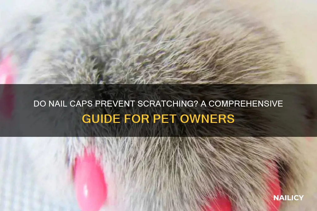 Do Nail Caps Prevent Scratching? A Comprehensive Guide For Pet Owners ...