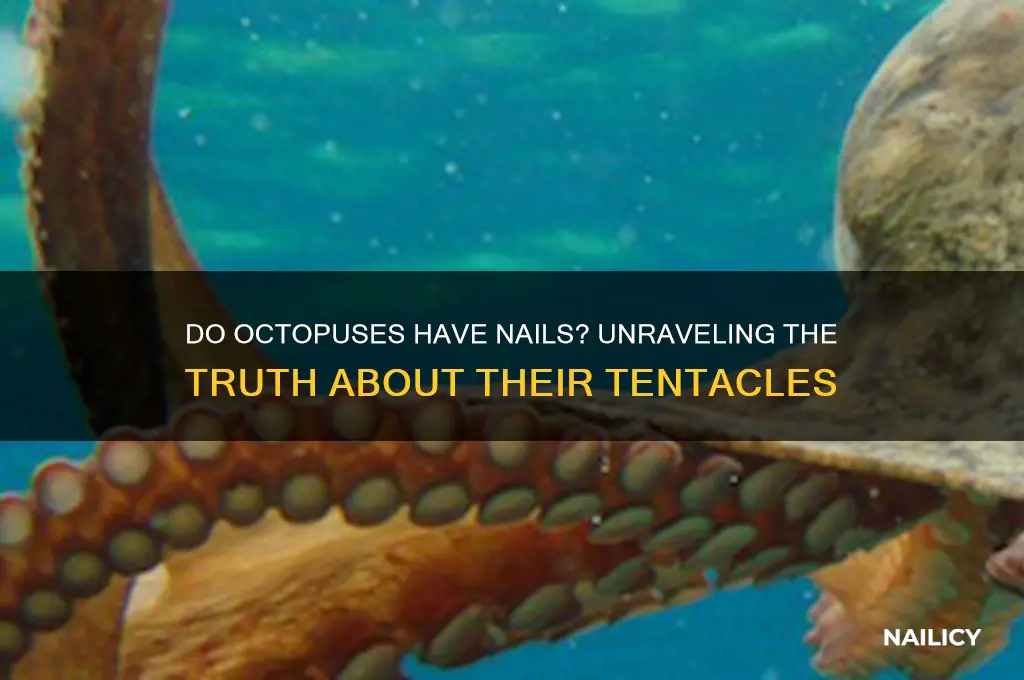 Do Octopuses Have Nails? Unraveling The Truth About Their Tentacles ...