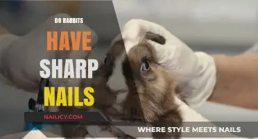 Rabbits' Claws Vs. Nails: Understanding Their Unique Paw Anatomy | Nailicy