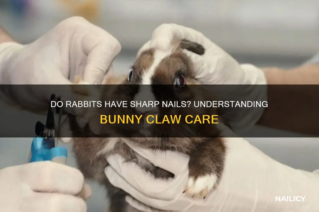 Do Rabbits Have Sharp Nails? Understanding Bunny Claw Care | Nailicy