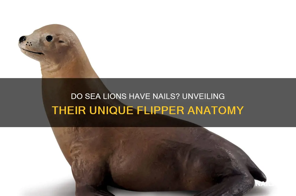 Do Sea Lions Have Nails? Unveiling Their Unique Flipper Anatomy | Nailicy
