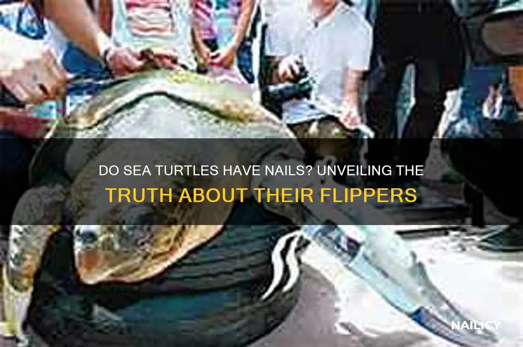 Do Sea Turtles Have Nails? Unveiling The Truth About Their Flippers ...