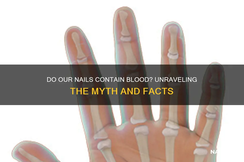 Do Our Nails Contain Blood? Unraveling The Myth And Facts | Nailicy