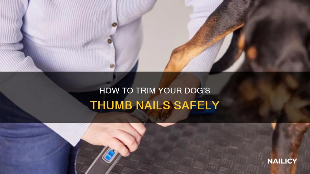 How To Trim Your Dog's Thumb Nails Safely | Nailicy