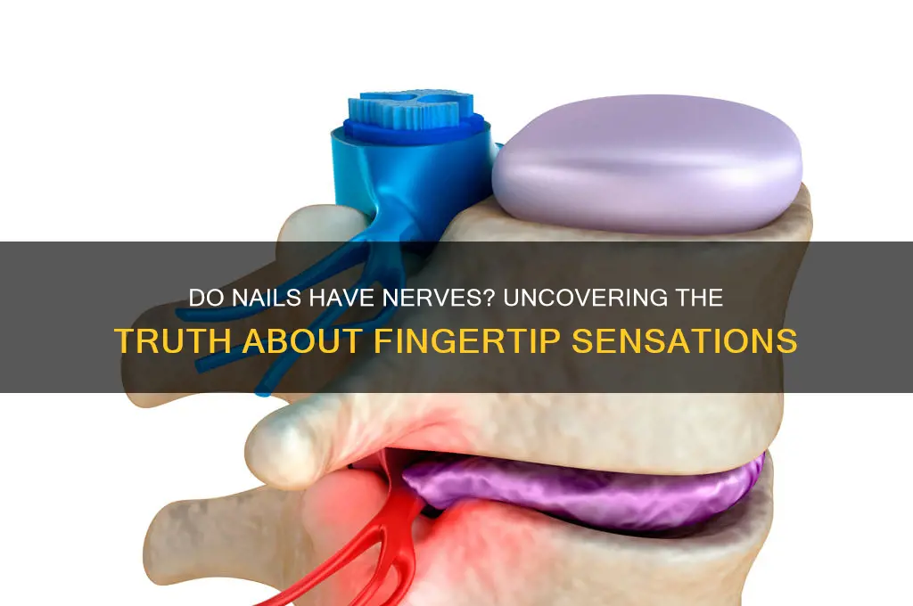 Do Nails Have Nerves? Uncovering The Truth About Fingertip Sensations ...