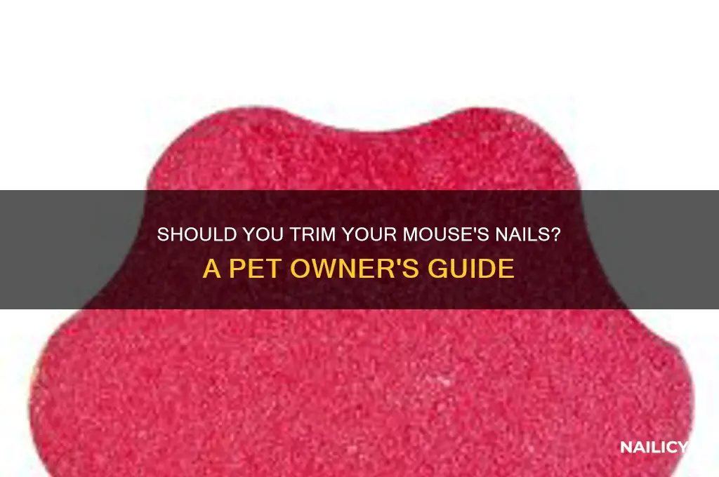 Should You Trim Your Mouse's Nails? A Pet Owner's Guide | Nailicy