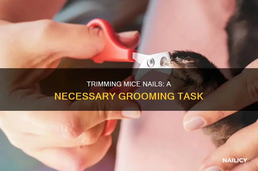 Trimming Mice Nails: A Necessary Grooming Task | Nailicy