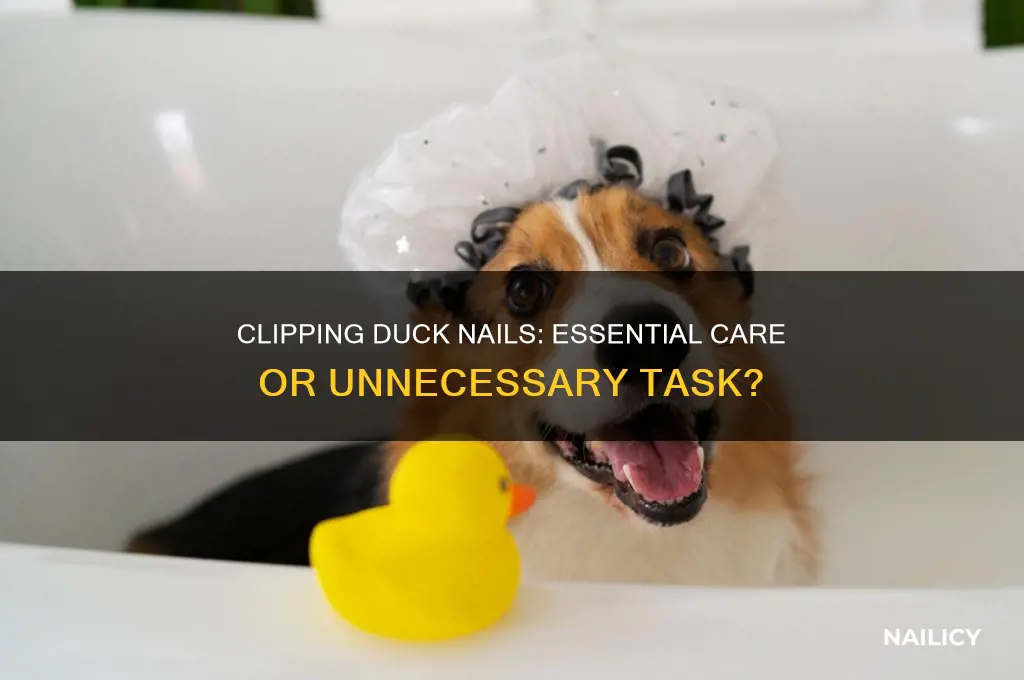 Clipping Duck Nails: Essential Care Or Unnecessary Task? | Nailicy
