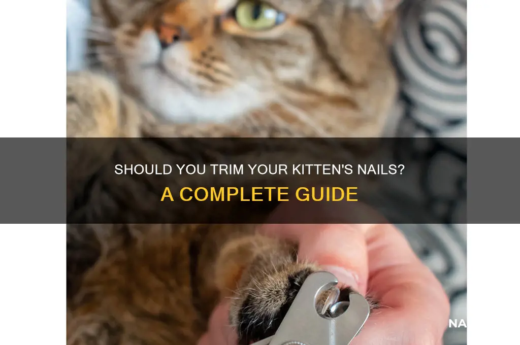Should You Trim Your Kitten's Nails? A Complete Guide | Nailicy