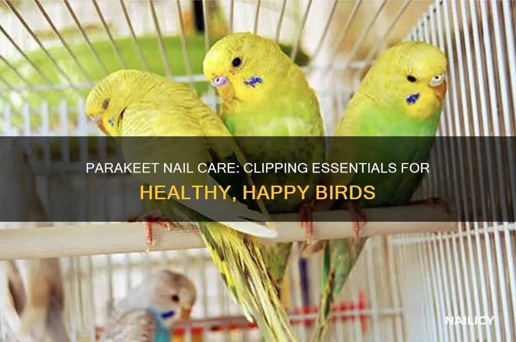 Parakeet Nail Care: Clipping Essentials For Healthy, Happy Birds | Nailicy