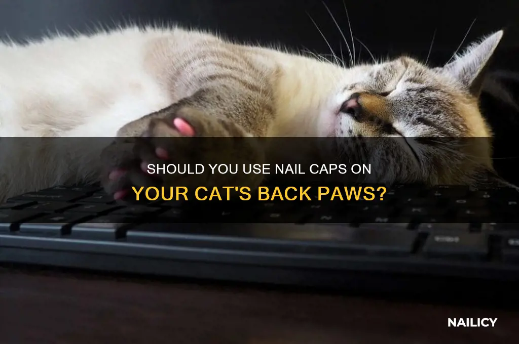 Should You Use Nail Caps On Your Cat's Back Paws? | Nailicy