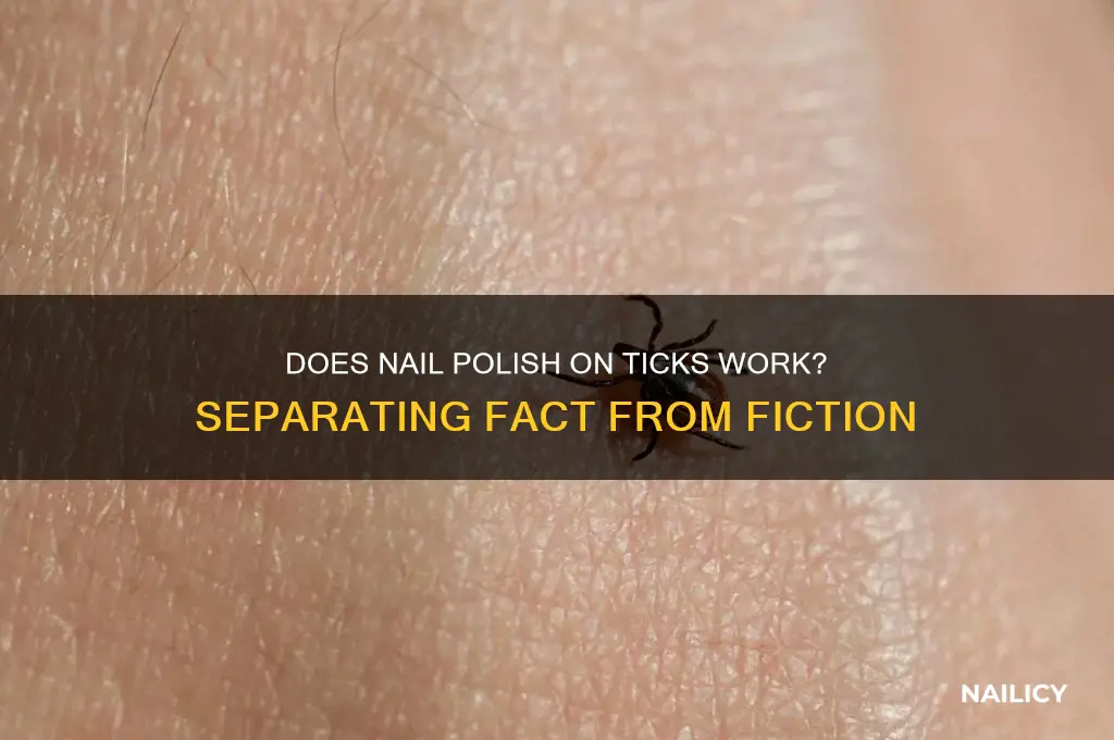 Does Nail Polish On Ticks Work? Separating Fact From Fiction | Nailicy