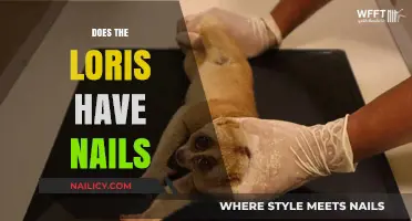 Do Lorises Have Nails? Unveiling The Slow Loris' Unique Anatomy | Nailicy
