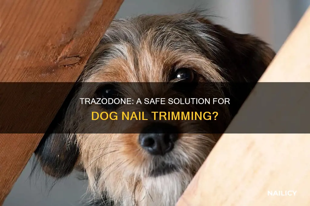 Trazodone: A Safe Solution For Dog Nail Trimming? | Nailicy