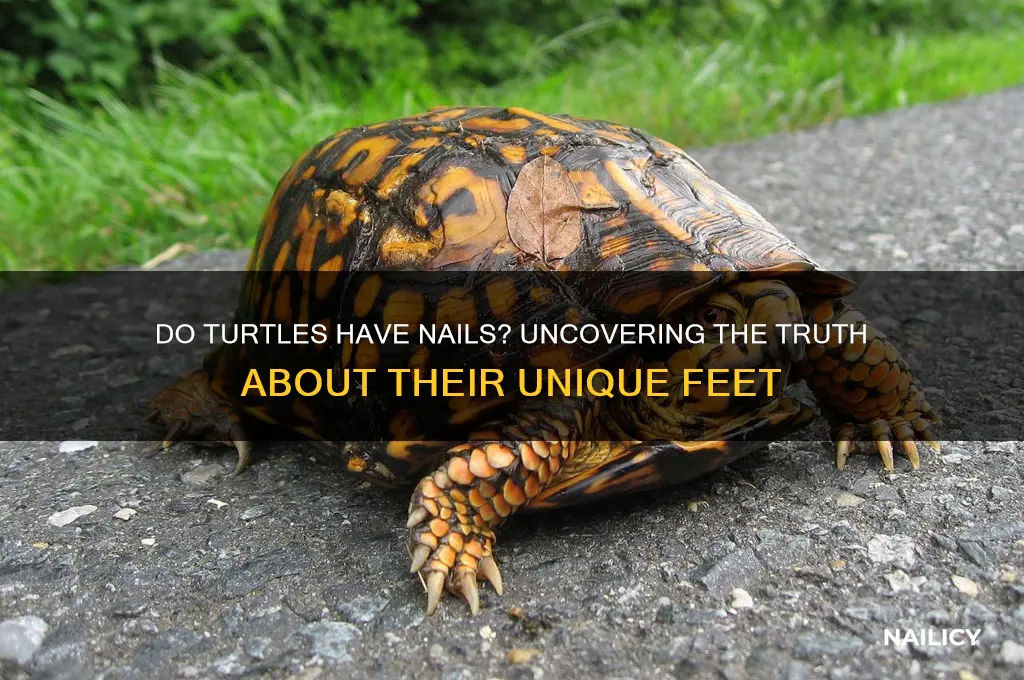 Do Turtles Have Nails? Uncovering The Truth About Their Unique Feet ...