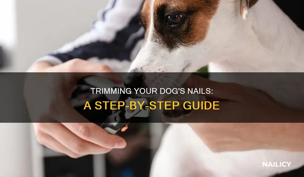 Trimming Your Dog's Nails: A Step-By-Step Guide | Nailicy