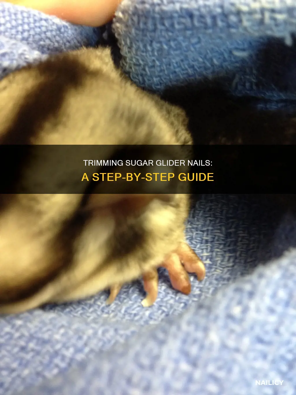 Trimming Sugar Glider Nails: A Step-By-Step Guide | Nailicy