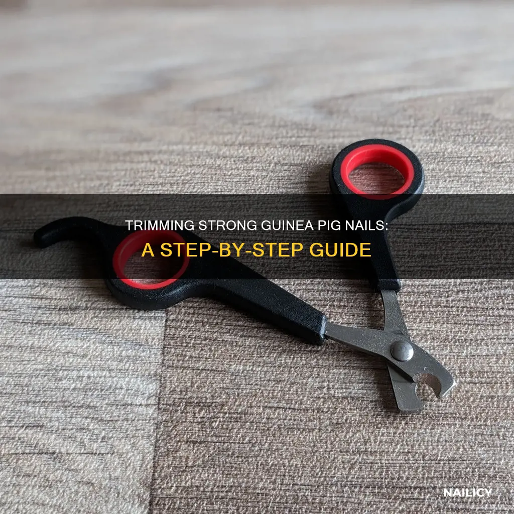 Trimming Strong Guinea Pig Nails: A Step-By-Step Guide | Nailicy
