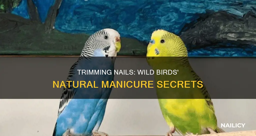 Trimming Nails: Wild Birds' Natural Manicure Secrets | Nailicy